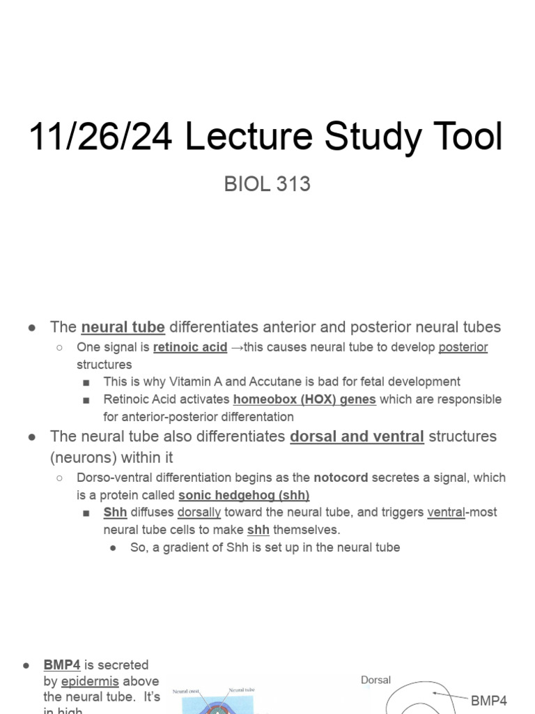 11-26-24 Lecture Study Tool BIOLOGY 313 | PDF | Nervous System ...