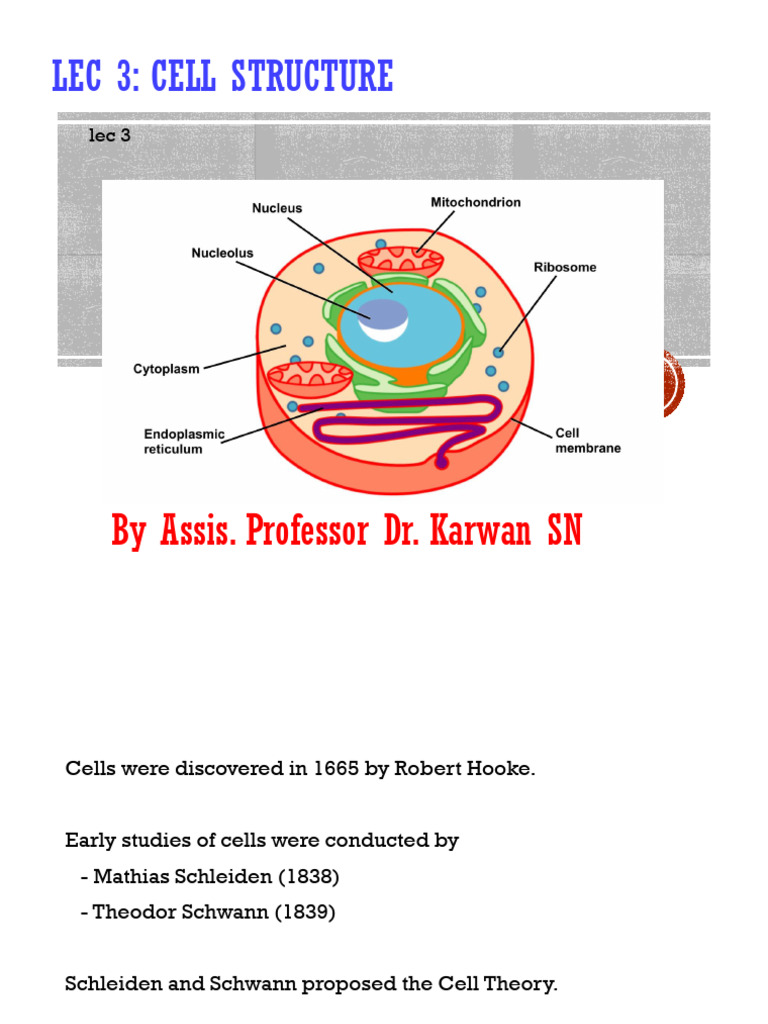 Lec 3: Cell Structure: by Assis. Professor Dr. Karwan SN | PDF | Cell (Biology) | Membrane Biology