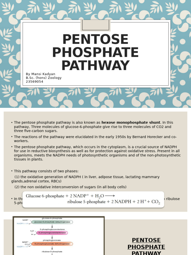 Pentose Phosphate Pathway Overview | PDF | Nicotinamide Adenine ...