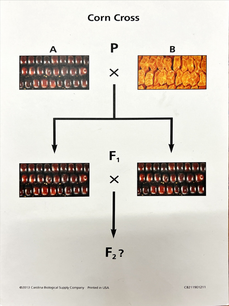 Corn Cross Card | PDF