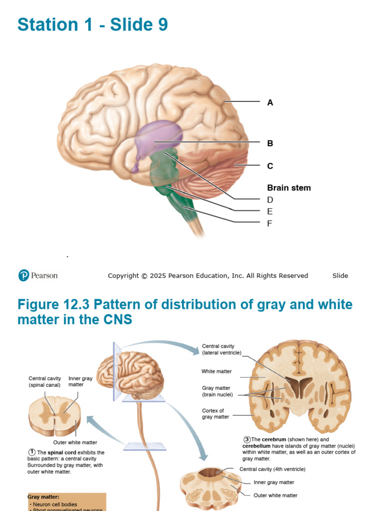 Chapter 12 CNS Picture Lab Ex2 | PDF | Cerebrospinal Fluid | Brainstem