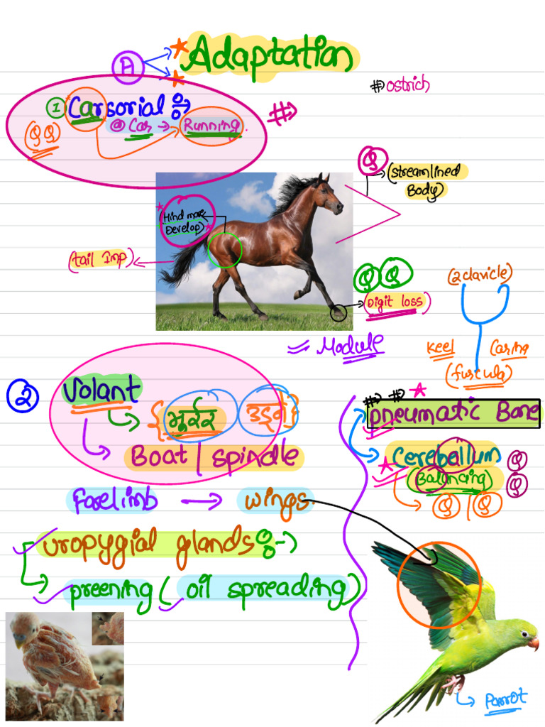 Animal Adaptations Overview | PDF | Zoology