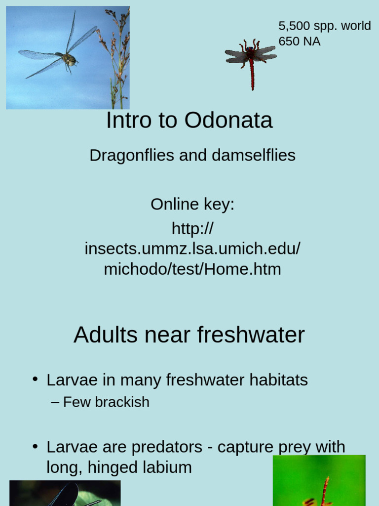 Odonata | PDF | Dragonfly | Insects
