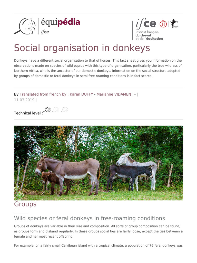 Social Organisation in Donkeys | PDF | Donkey | Equus (Genus)