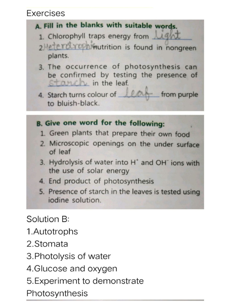 CLASS 7 ch-4 Photosynthesis | PDF