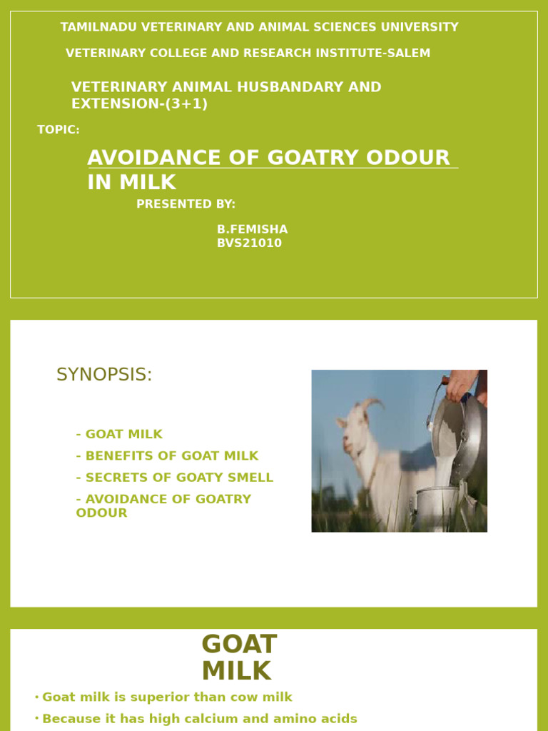 Avoidance of Goatry Odour in Milk Femisha | PDF
