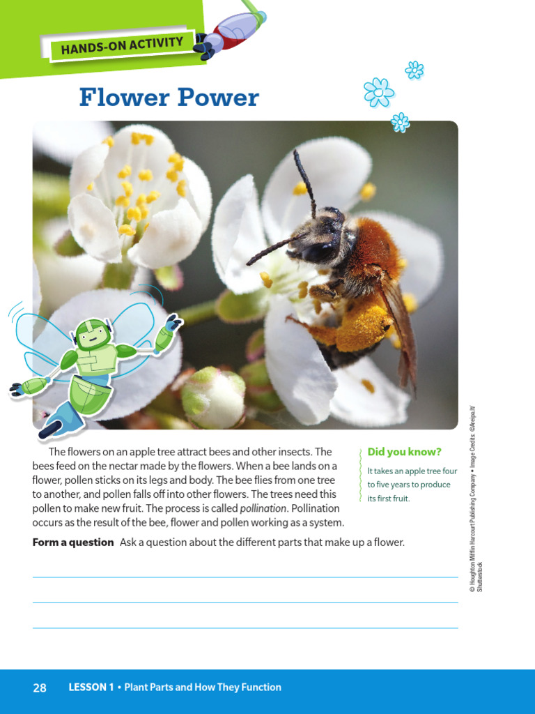 Into Science Grade 4 Hands On Activity Flower Power Student Worksheet ...