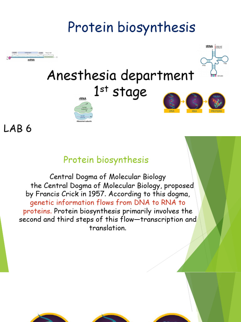 LAB 6 | PDF | Genetic Code | Translation (Biology)