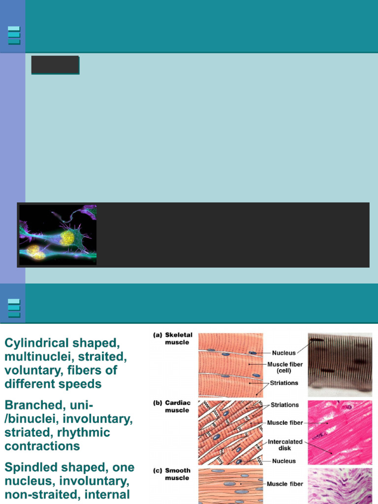 Ch 12 Muscles | PDF | Muscle Contraction | Neuromuscular Junction