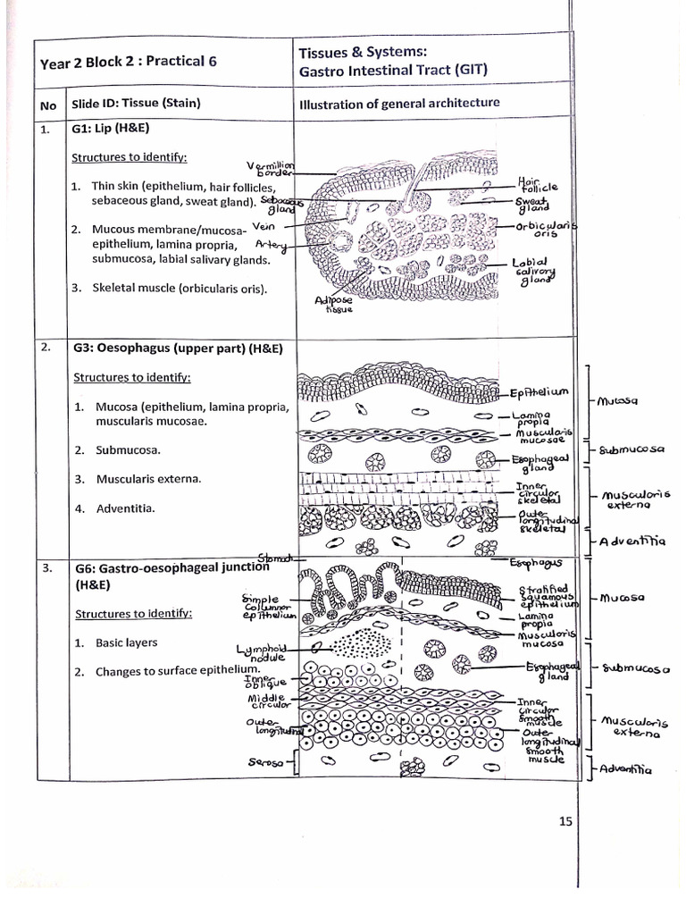 Histo GIT Y2B2 | PDF