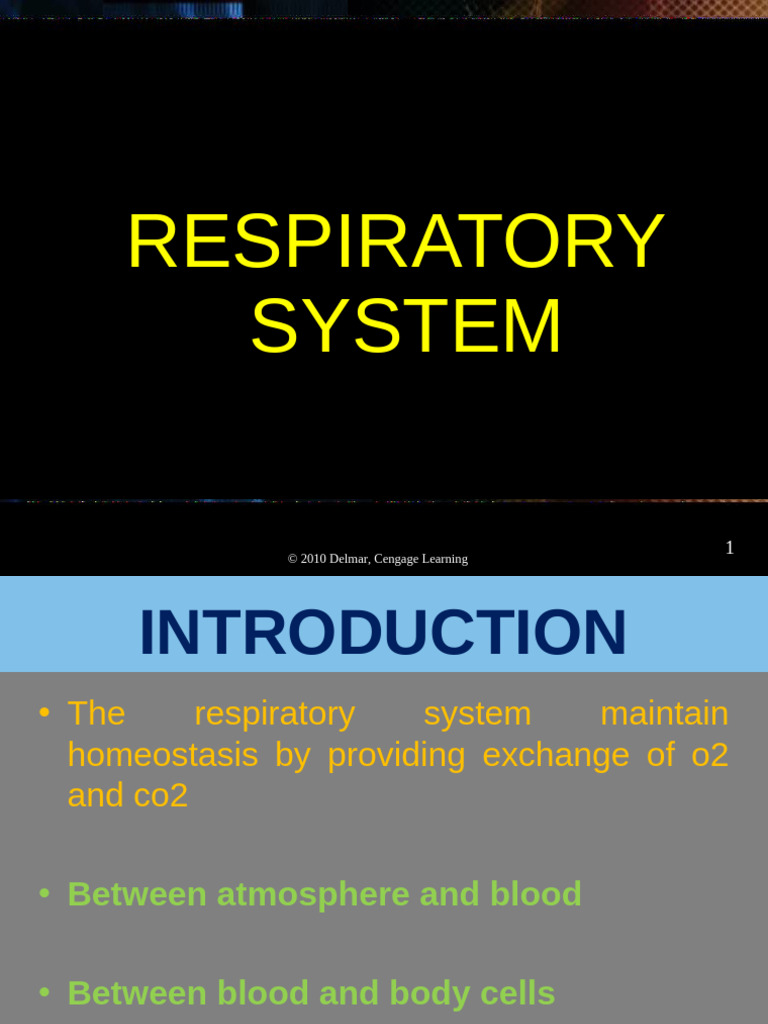 Anatomy PF Resp System | PDF | Respiratory Tract | Lung