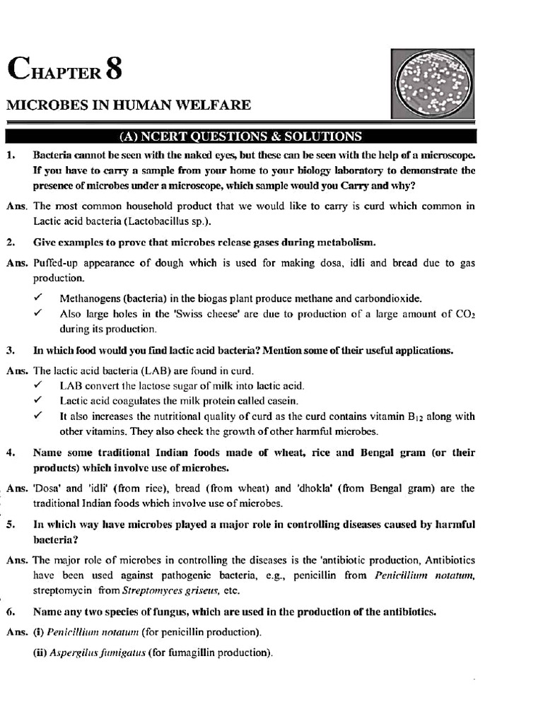 12 Bio Lesson 8 - Microbes in Human Walfare | PDF