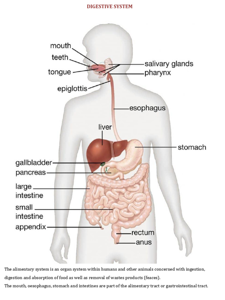 2.1.0 Digestive System | PDF | Stomach | Human Digestive System