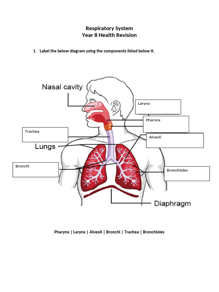 Respiratory System - Year 8 Health Revision | PDF