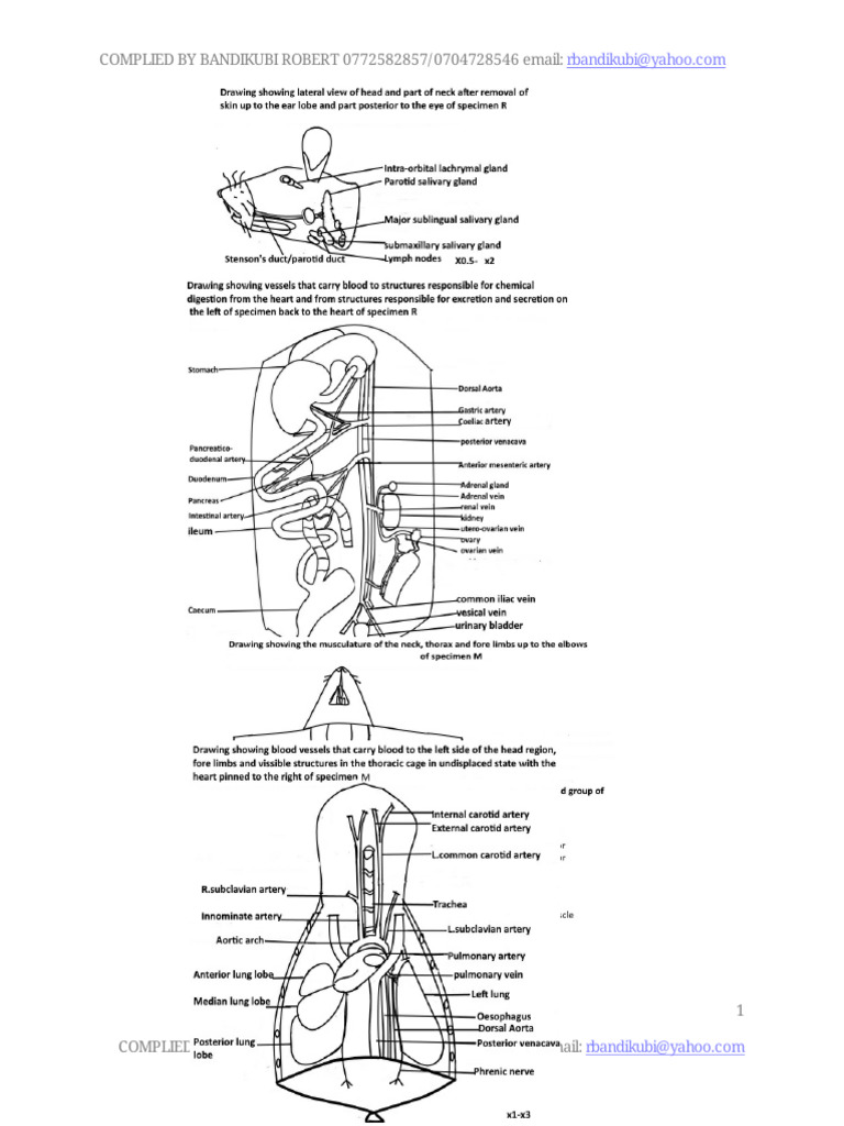 RAT DISSECTION seminar 2017.robert(2) | PDF