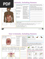 Printable Digestive System Cut-Outs | PDF