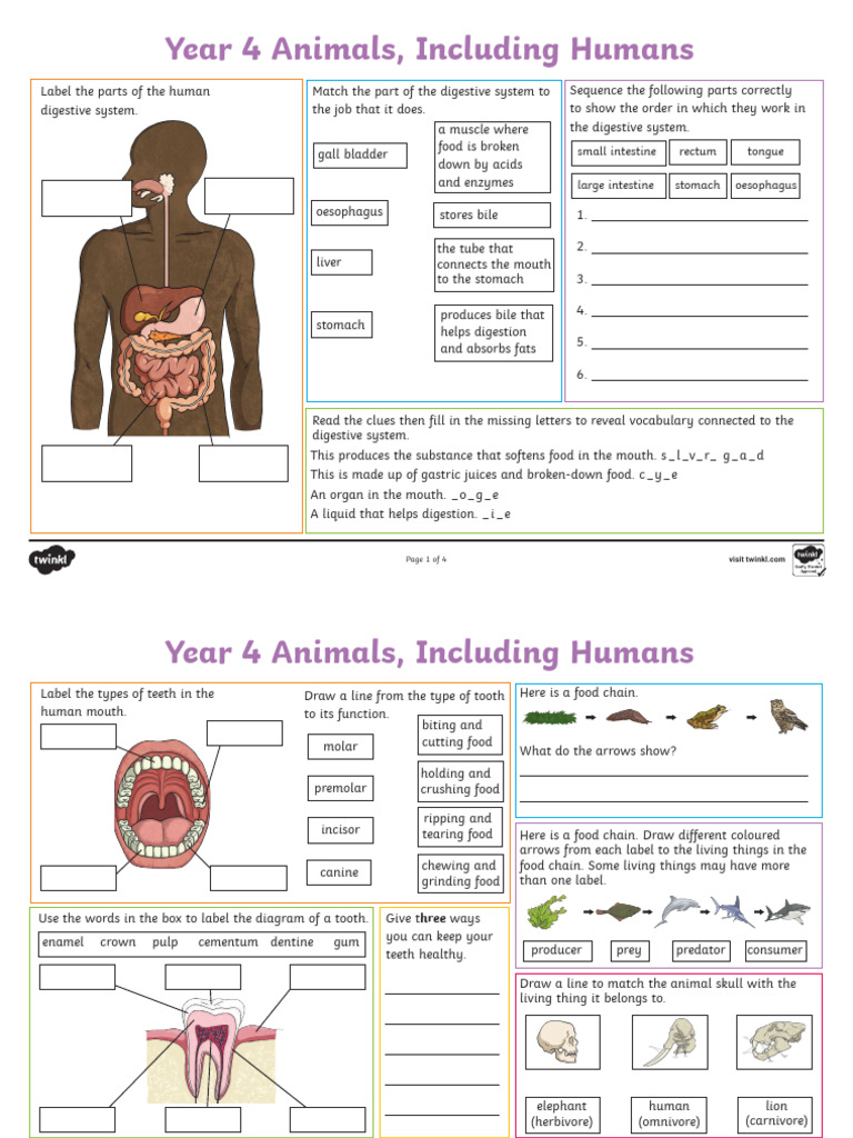 Year 4 Animals Including Humans Revision Activity Mat | PDF | Digestion ...