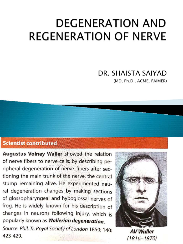 4Regeneration-and-degeneration-of-nerve-fiber-1 | PDF | Axon | Nerve