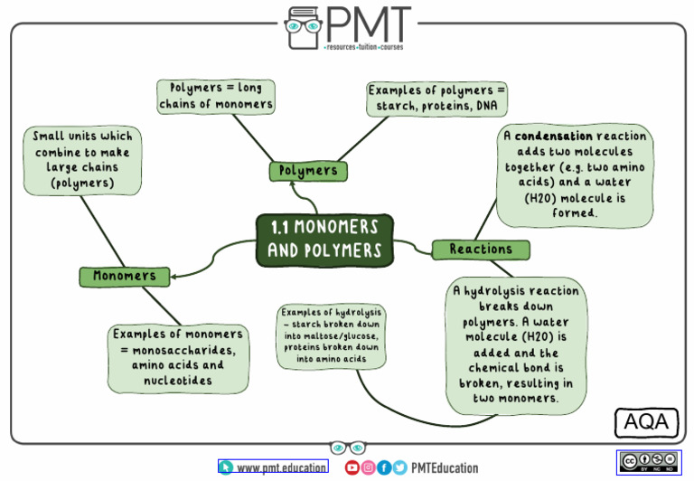 Mind Map 1.1 Monomers and Polymers AQA Biology a Level | PDF