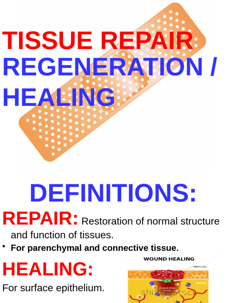 Tissue Repair, Cell Repair, Regeneration and Wound Healing | PDF ...