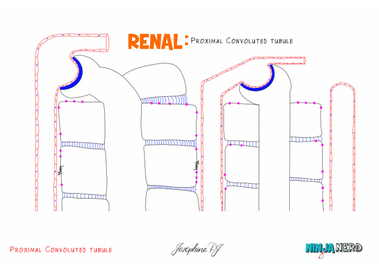 Proximal Convoluted Tubule | PDF