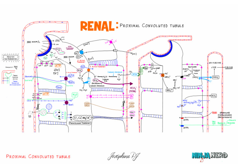 Proximal Convoluted Tubule (1) | PDF