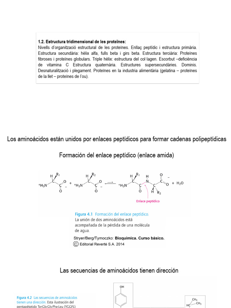 Estructura y Función de las Proteínas | PDF | Alpha Helix | Hoja Beta