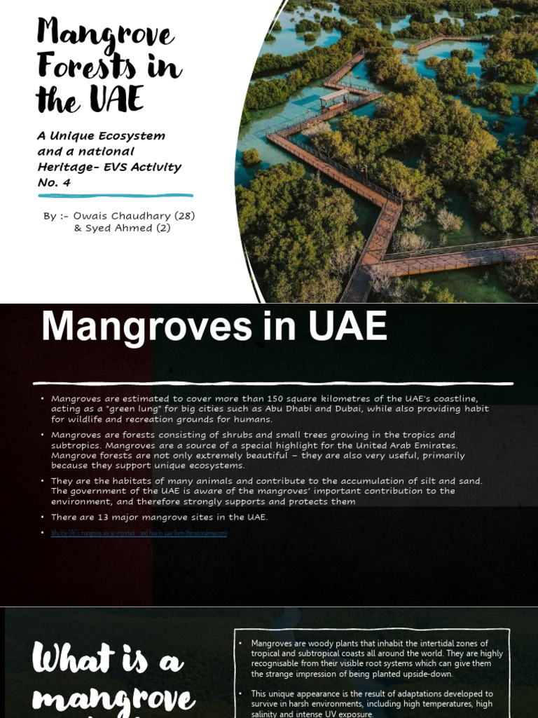 UAE Mangroves: A National Treasure | PDF | Mangrove | United Arab Emirates
