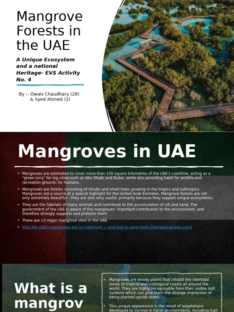Mangrove Forests in the UAE - EVS Activity 4 (2) | PDF | Mangrove ...
