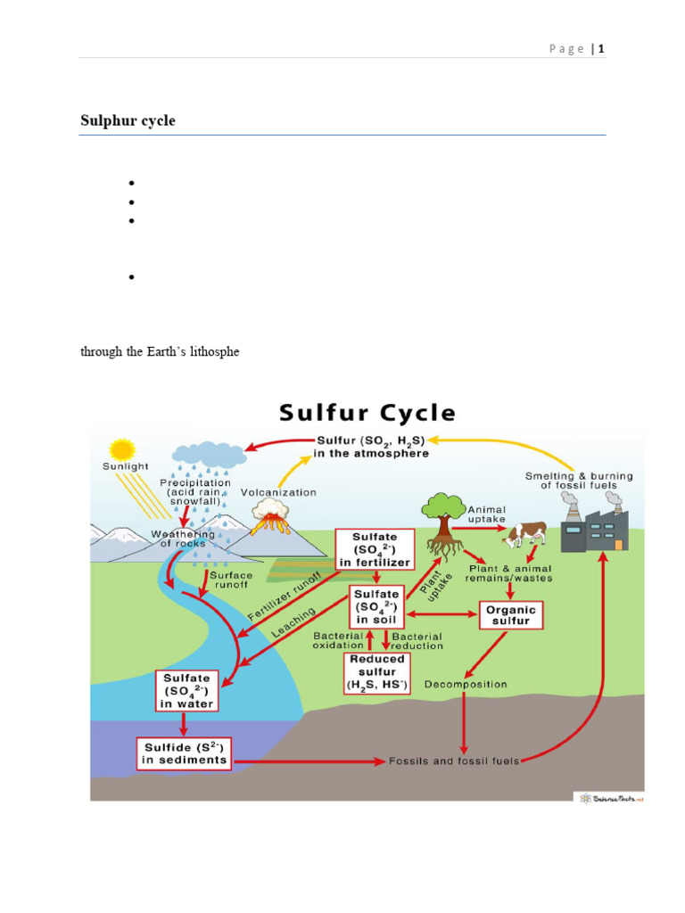 cycles | PDF | Carbon Cycle | Sulfur