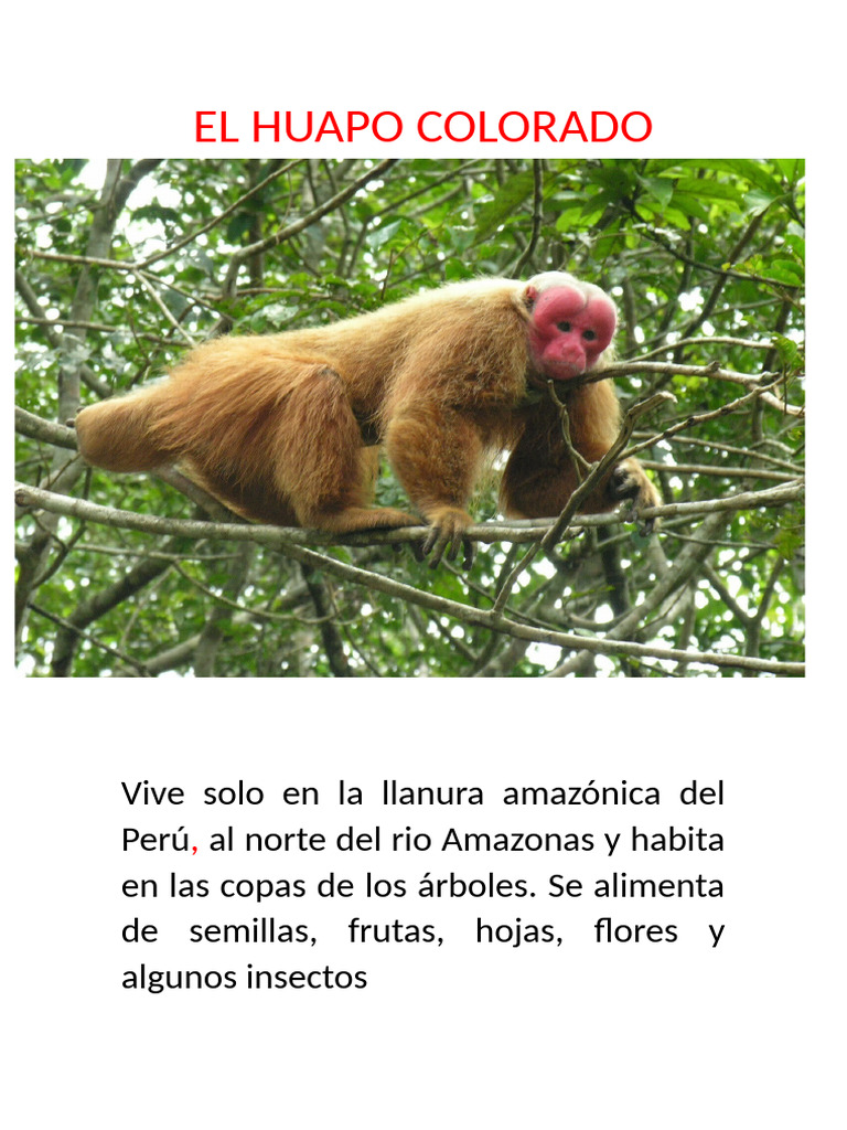 EL HUAPO COLORADO | PDF