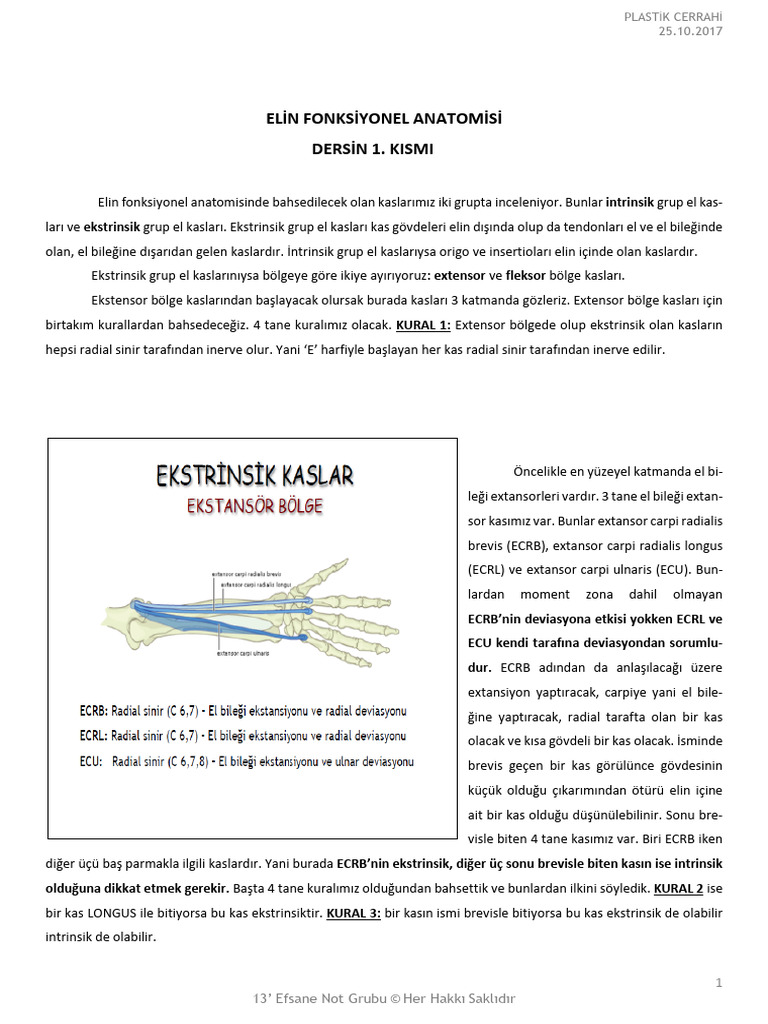 Elin Fonksiyonel Anatomisi - Ders Notu 1 | PDF