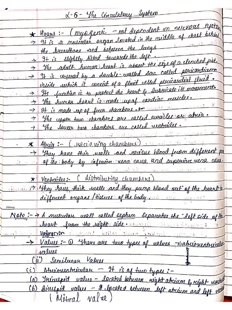Circulatory System Notes | PDF