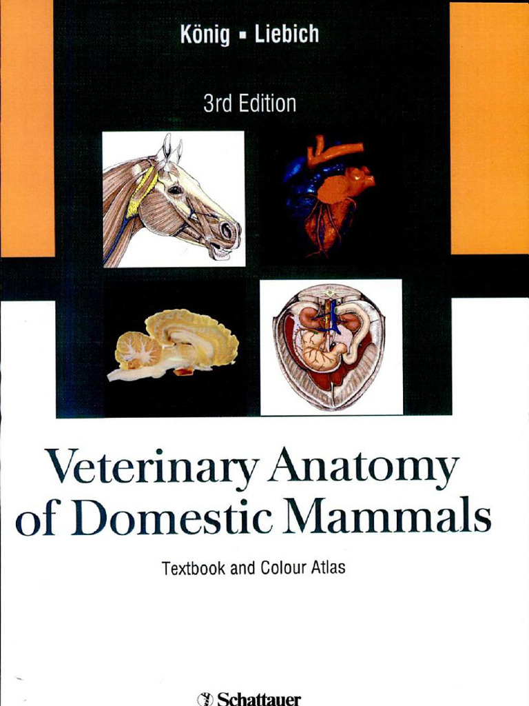 Veterinary Anatomy Resources Online | PDF