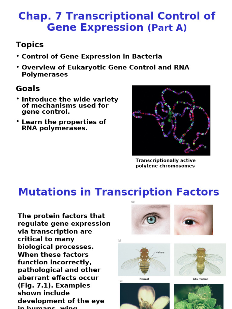 13 Miller Chap 7a Lecture | PDF | Repressor | Operon