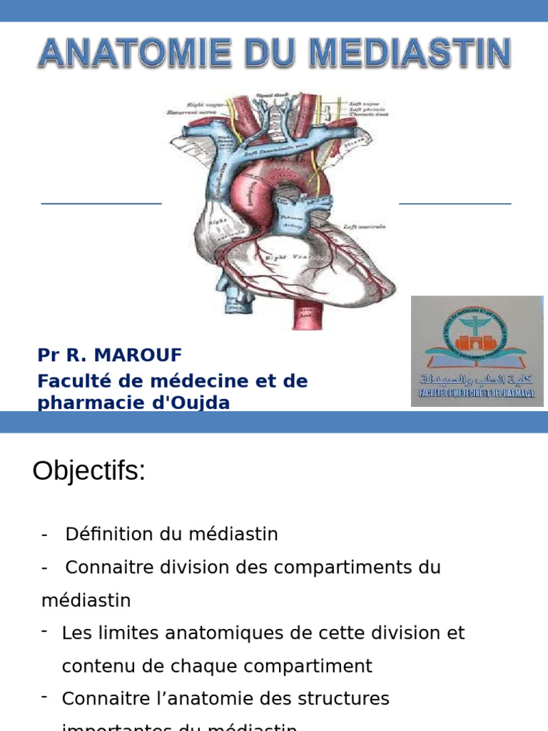 Anatomie et divisions du médiastin | PDF | Aorte | Thymus (anatomie)