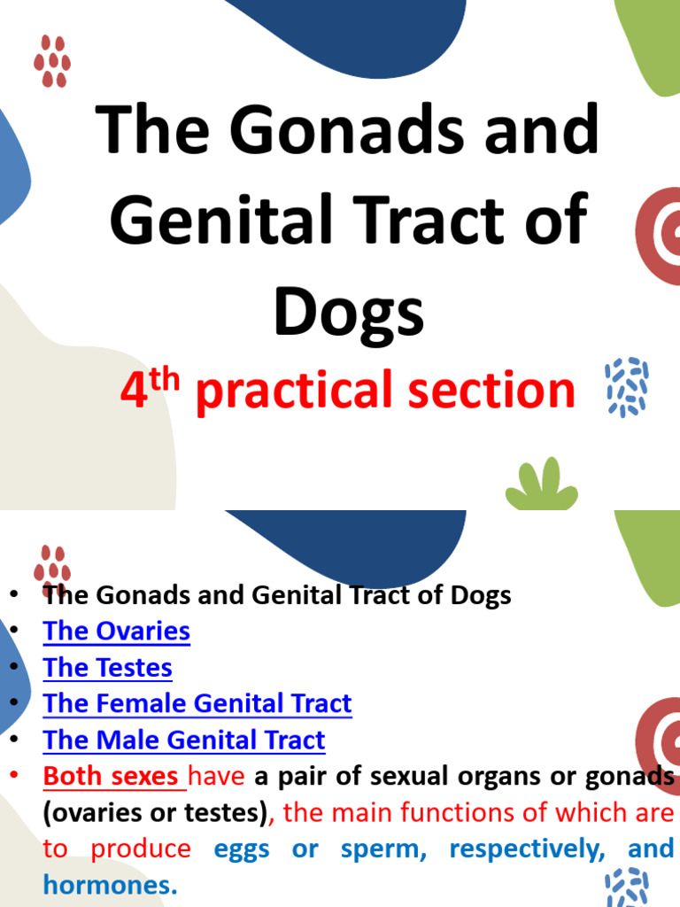 The Gonads and Genital Tract of Dogs | PDF | Reproductive System | Ovary