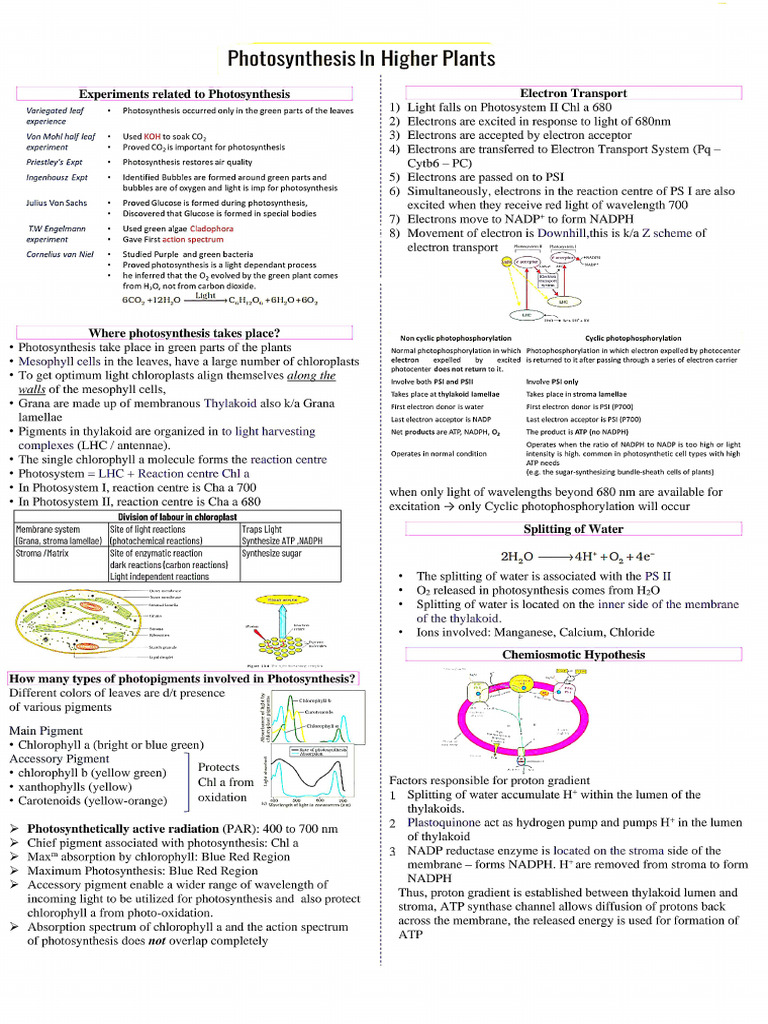 PHOTOSYNTHESIS IN HIGHER PLANTS POWER NOTES | PDF