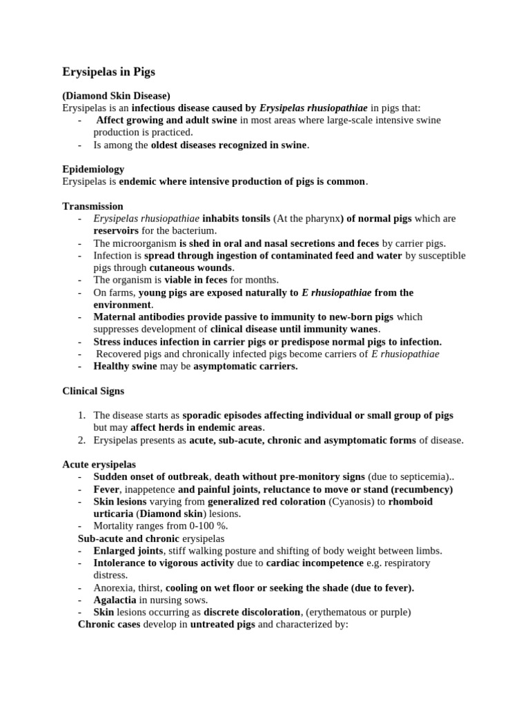 Lecture 6 - Erysipelas in Pigs | PDF | Infection | Pig