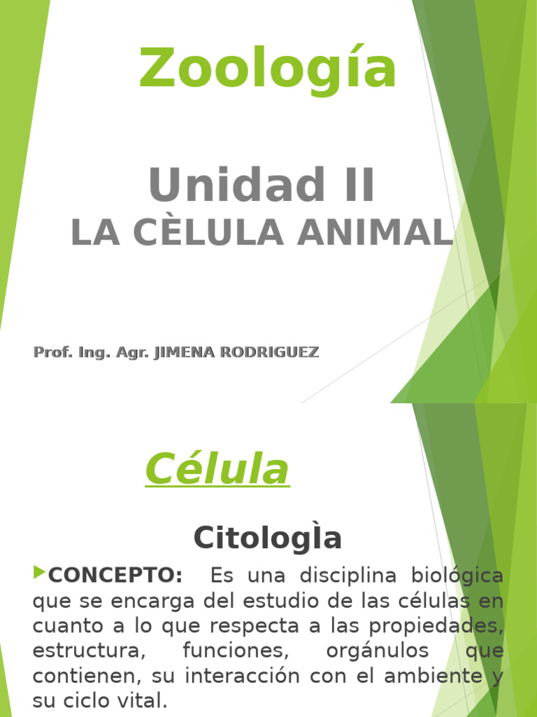 Estructura y Función de la Célula Animal | PDF | Epitelio | Cartílago