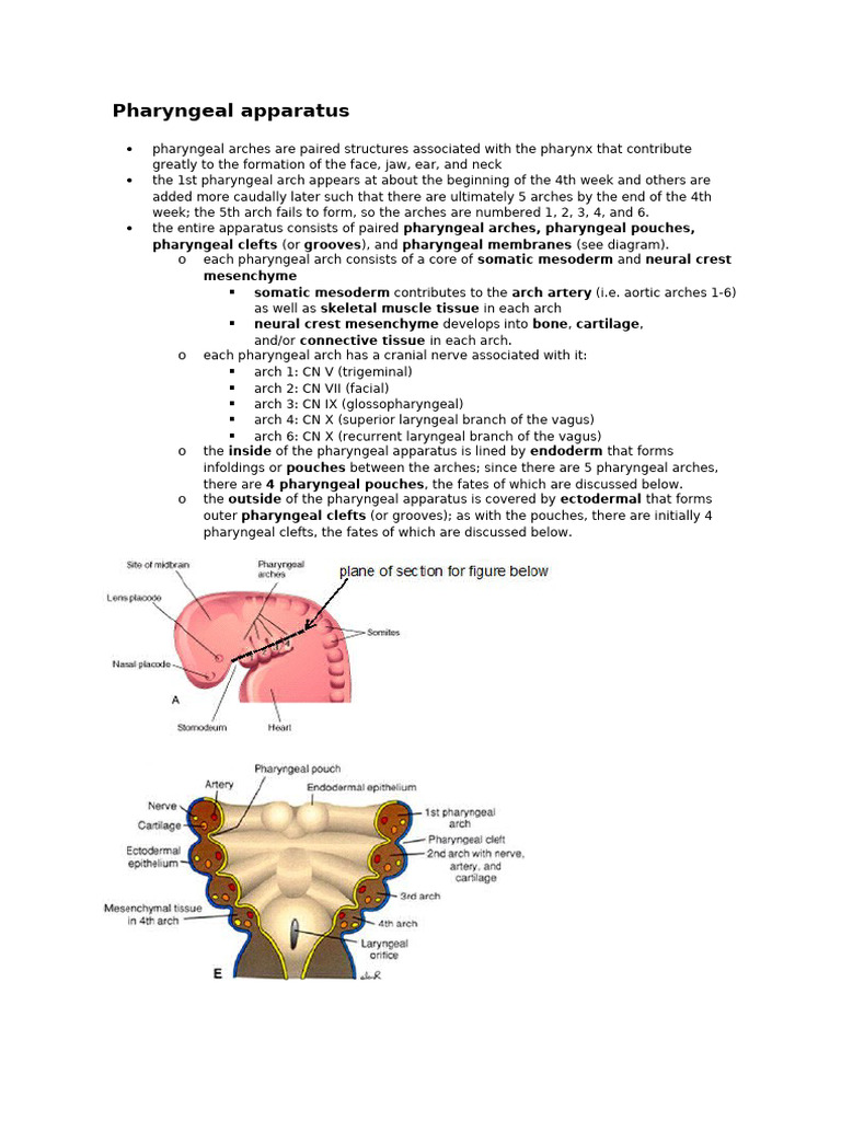 Pharyngeal apparatus neuro-dvlpmt | PDF | Tongue | Anatomy