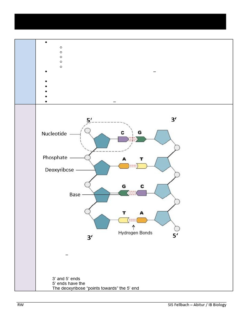 DNA structure | PDF | Dna | Directionality (Molecular Biology)