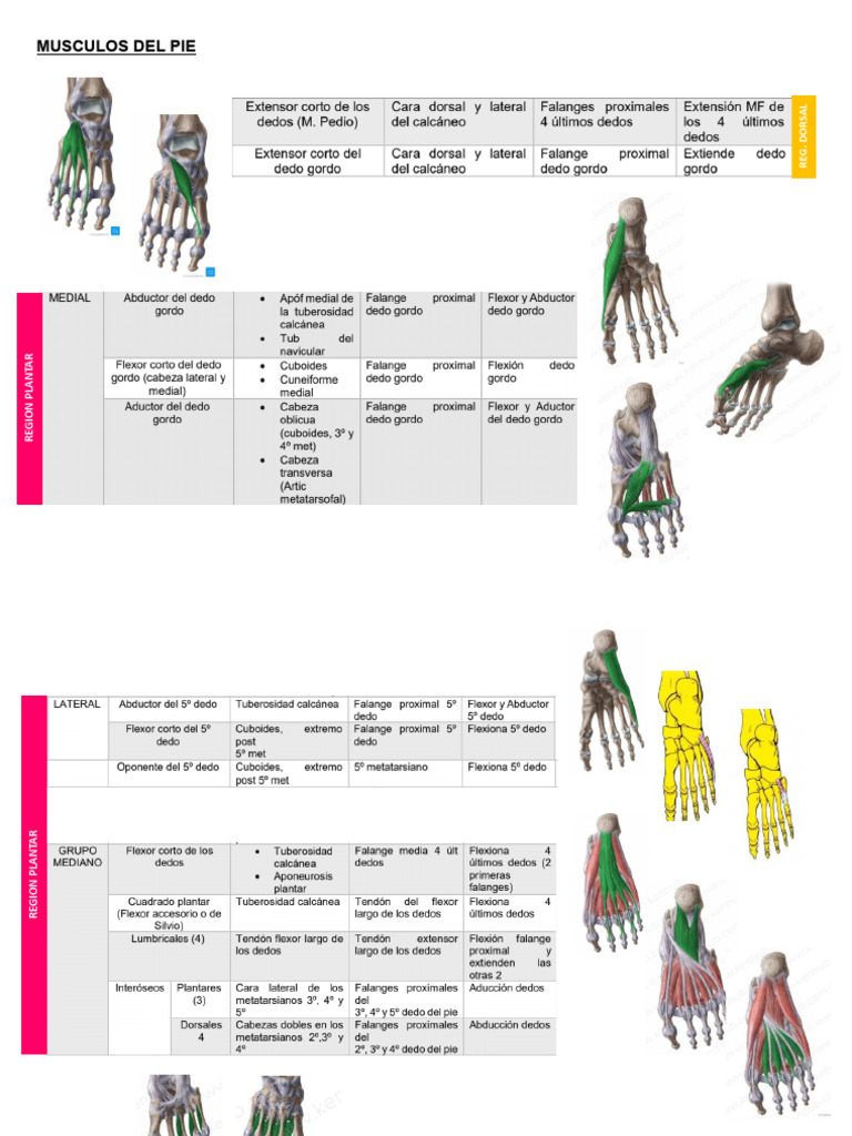 4-Musculos Del Pie | PDF