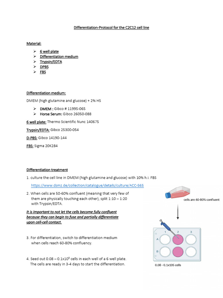 C2C12_protocol | PDF