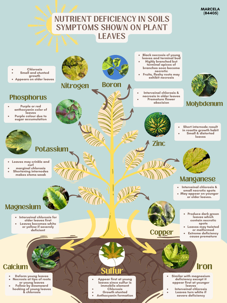 Marcela 84405 - Poster Nutrient Deficiency | PDF | Plant Nutrition ...
