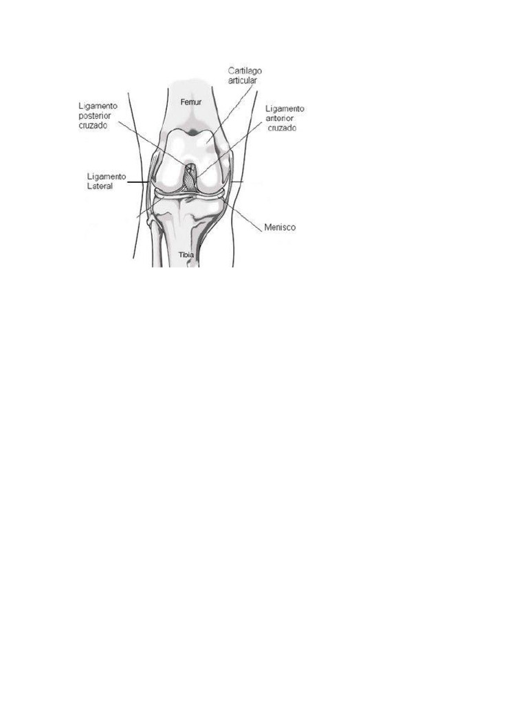 Rodilla | PDF