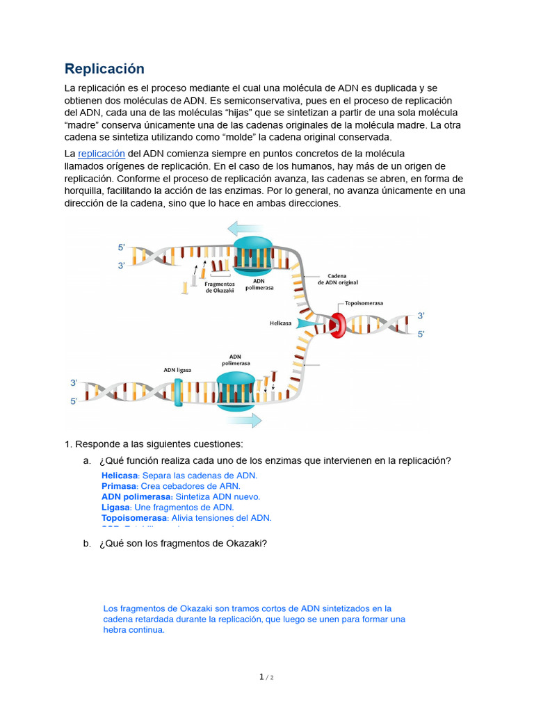 Replicación y mutación | PDF | Replicación De Adn | Adn