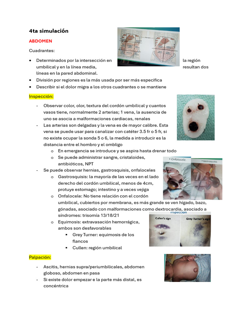 Neonatologia resumen abdomen | PDF | Abdomen | Anatomía