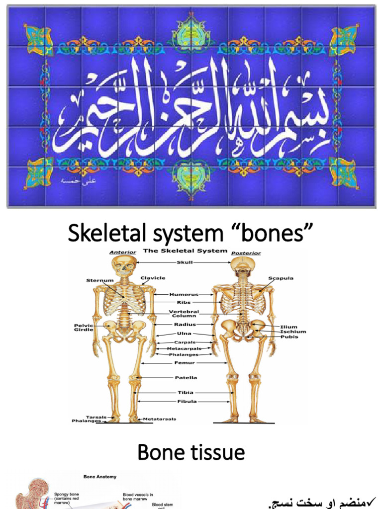 Bones | PDF