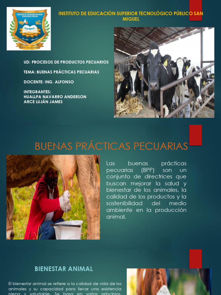 Buenas Prácticas Pecuarias | PDF | Dieta | Vacas